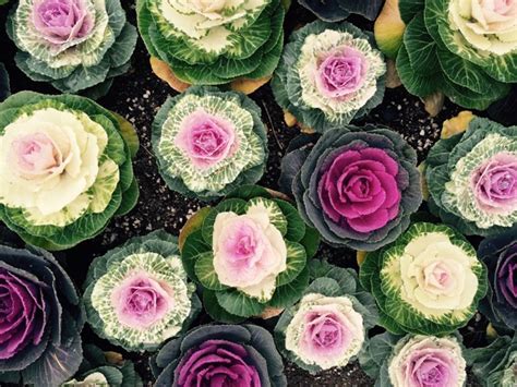 꽃양배추는 꽃이야 배추야 둘다 아님 식용 가능 영어로 뭐지 Botanical House