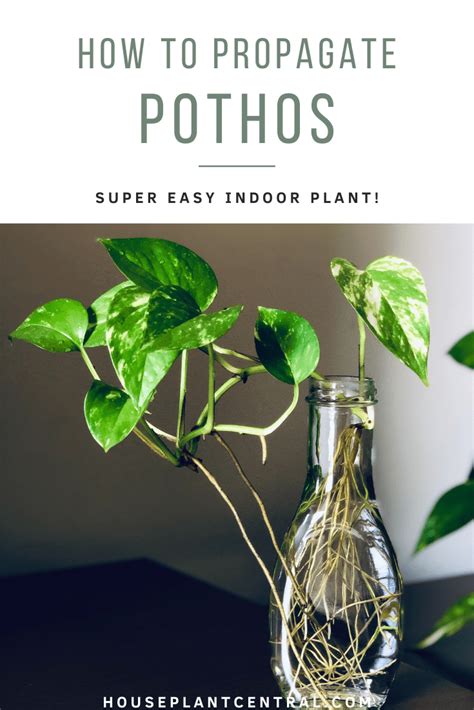How To Propagate Pothos