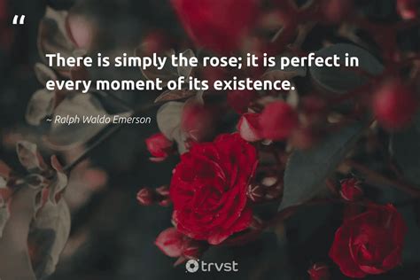 Top 999 Red Roses Images With Love Quotes Amazing Collection Red