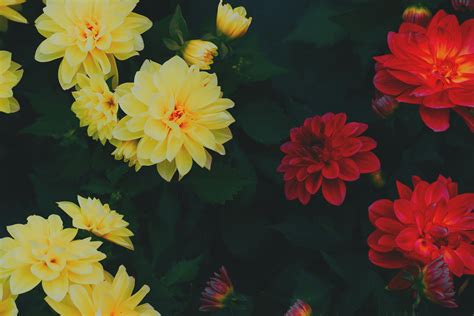 Безкоштовне стокове фото 2020 шпалери 8k шпалери Canon çiçek Pexels азія барвисті квіти