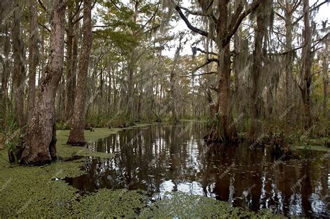 A Tale From The Swamp