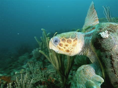 Loggerhead Sea Turtle Habitat