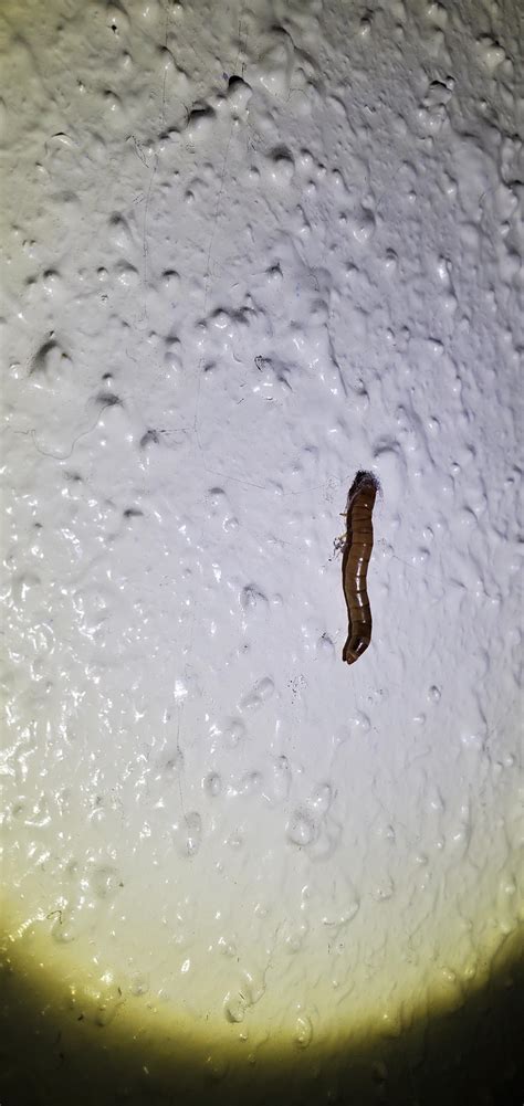 Worm Like Bug Crawling On Wall Rwhatisit