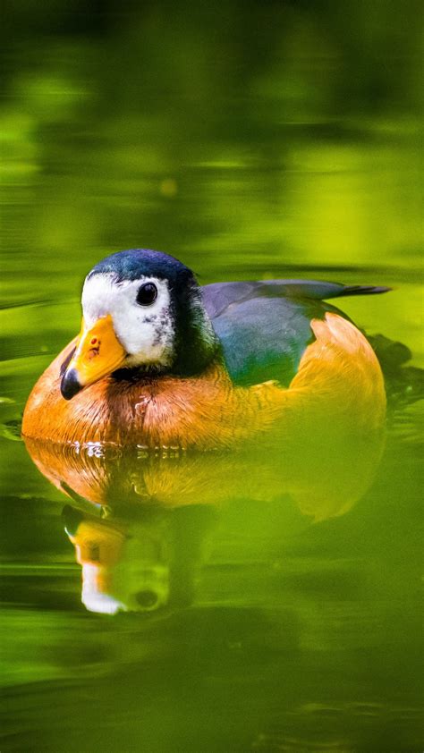 What Is The Worlds Smallest Duck Pictures And Sounds Wildlife