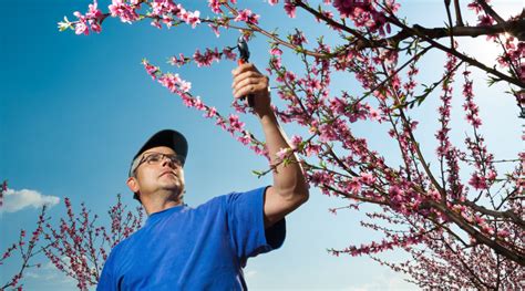 Pruning Vs Lopping A Comprehensive Guide To Choosing The Right Method For Your Trees