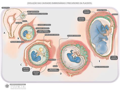 Embriologia Humana Essencial Clorofreela Biomedical Illustration