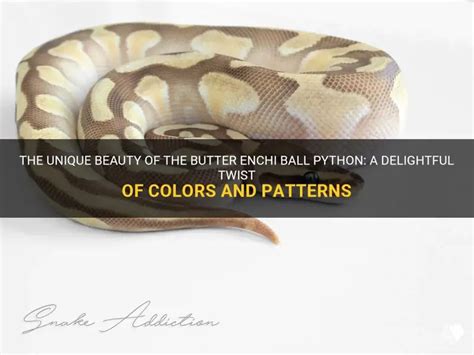 The Unique Beauty Of The Butter Enchi Ball Python A Delightful Twist