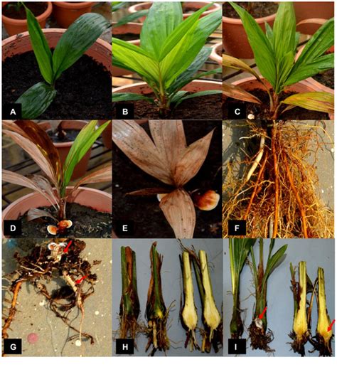 Progression Of Basal Stem Rot In 3 Month Old Oil Palm Seedlings Download Scientific Diagram