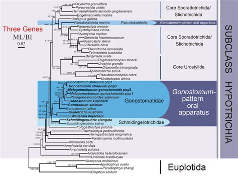 Color Online Maximum Likelihood ML Tree Based On Concatenated Three Download Scientific