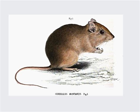 Highveld Gerbil Hoėveldse Nagmuis Gerbilliscus Brantsii