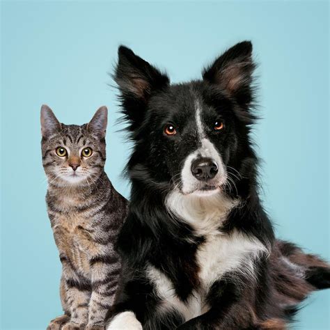 Lungworm In Cats Signs Symptoms And Treatment Purina Us