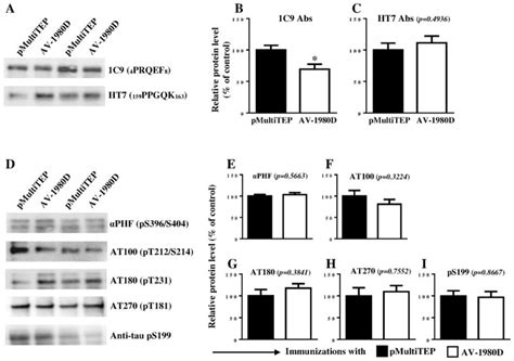 Multitep Platform Based Dna Epitope Vaccine Targeting N Terminus Of Tau