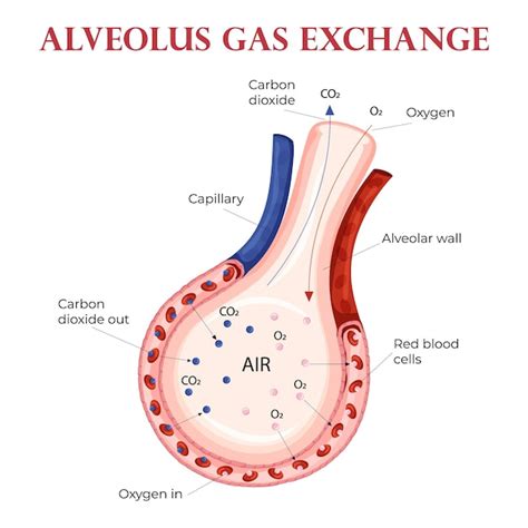 Premium Vector Oxygen And Carbon Dioxide Exchange In Alveolus With Erythrocytes