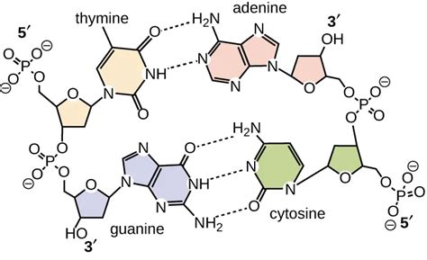 DNA Structure Chemistry For The Health Sciences