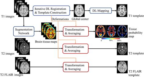 The Artificial‐intelligence‐based Age‐specific Template Construction Download Scientific