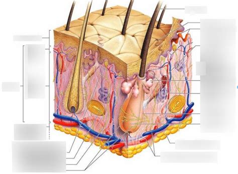 Skin Labeling Diagram Part 1 Diagram Quizlet