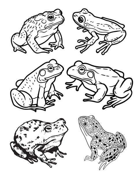 Realistic Frog Coloring Sheet