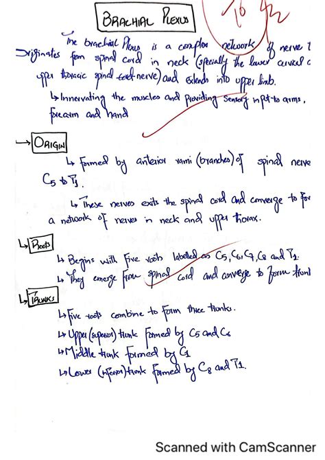 Solution Brachial Plexus Notes Studypool Solution Brachial Plexus Notes Studypool