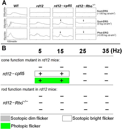 Comparison Of Electroretinograms Between Rd12 Cpfl5 And Rd12 Rho
