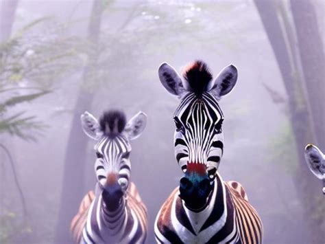 Pin By 🌈magic Picture🌈 On Neural Network Image Zebra