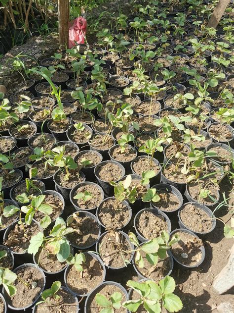 10 شتلات فرولة صغيرة جاهزة للزراعة المنزلية المالكي لاندسكيب