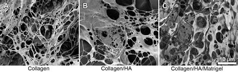 Figure 1 From Human Astrocytes Develop Physiological Morphology And