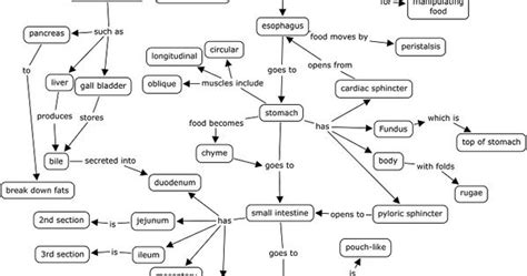 Body Systems Concept Map Answer Key Map Of World