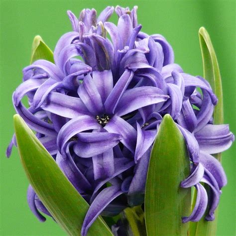 Тайная жизнь цветочной луковицы | Любимые цветы