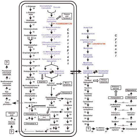 Overview Of Isoprenoid Metabolic Pathways Localized To The Cytosol And