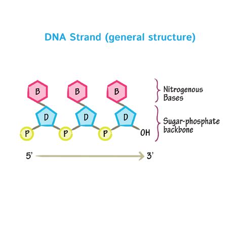 Biochemistry Glossary Dna Structure Overview Ditki Medical