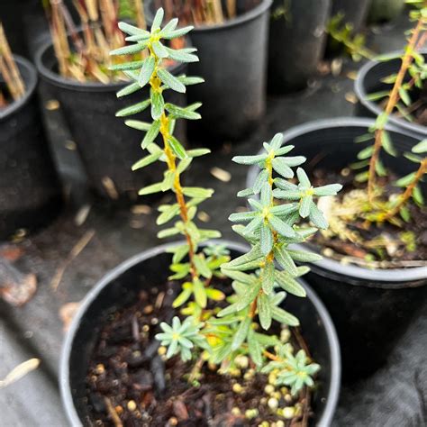 Rhododendron Impeditum Plant Lust