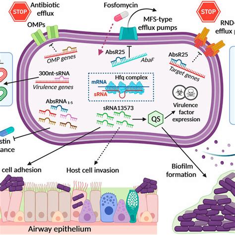 Pdf The Acinetobacter Baumannii Model Can Explain The Role Of Small