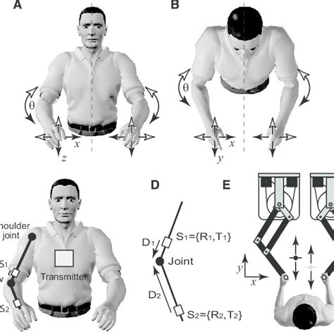 Bimanual Phase Relations During Object Manipulation Arrowheads On The Download Scientific
