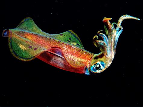 Squids Characteristics Properties Types And More
