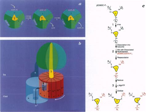 The Binding Change Mechanism A View From The Top Of F In Step Download Scientific