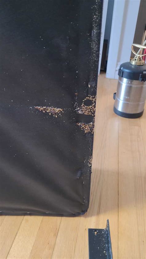 Bed Bug Nest In Wood