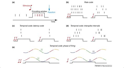 Sensory Neural Codes Using Multiplexed Temporal Scales Trends In Neurosciences