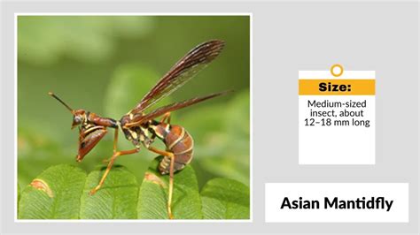 27 Types Of Mantidflies Identification With Pictures
