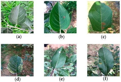 Identification Of Apple Tree Leaf Diseases Based On Deep Learning Models