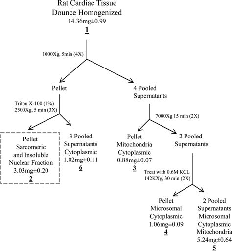 Sub Cellular Fractionation Of Rat Cardiac Tissue Download Scientific Diagram