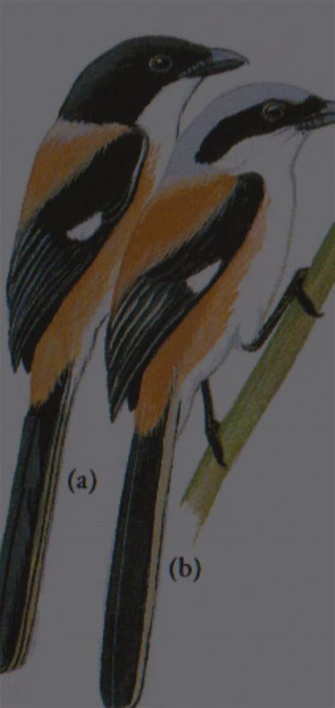 Pentet Bandung Bersatu Facebook