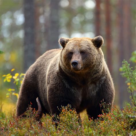 The Eight Bear Species International Association For Bear Research