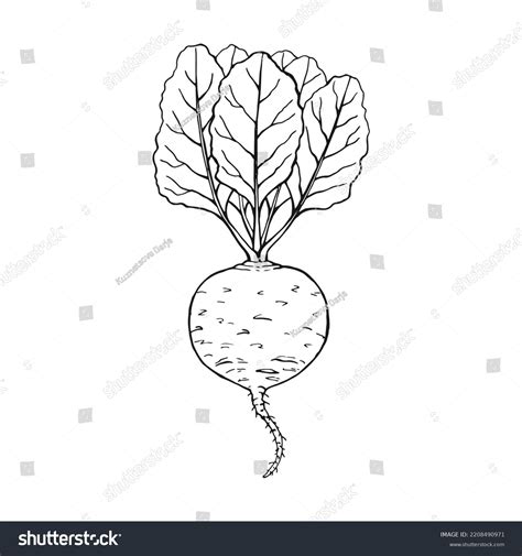Beet Outline Hand Drawn Vector Illustration Stock Vector Royalty Free