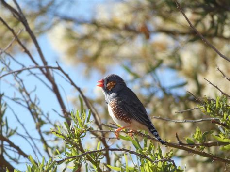 Griffith Ecology Lab Understanding Avian Ecology In Australia The