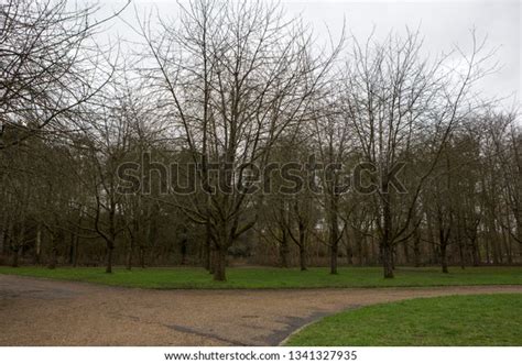 Green Grass Naked Trees Stock Photo Shutterstock