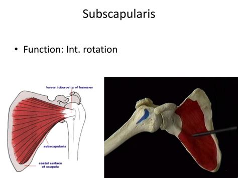 Ppt Shoulder Region Powerpoint Presentation Free Download Id1867945