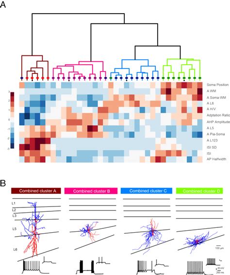 Comparison Of Morphological And Electrophysiological Parameters Of L6 Download Scientific