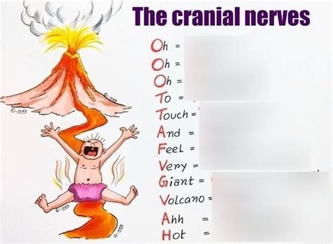 Cranial Nerves Names Mnemonic Numbers And Category Diagram Quizlet