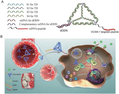 A An Illustration Of The Self‐assembly Of Td‐based Dna Nanostructures Download Scientific