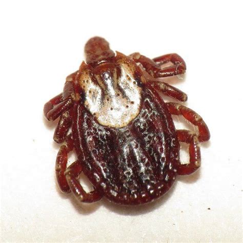 What Kind Of Ticks Live In My Area